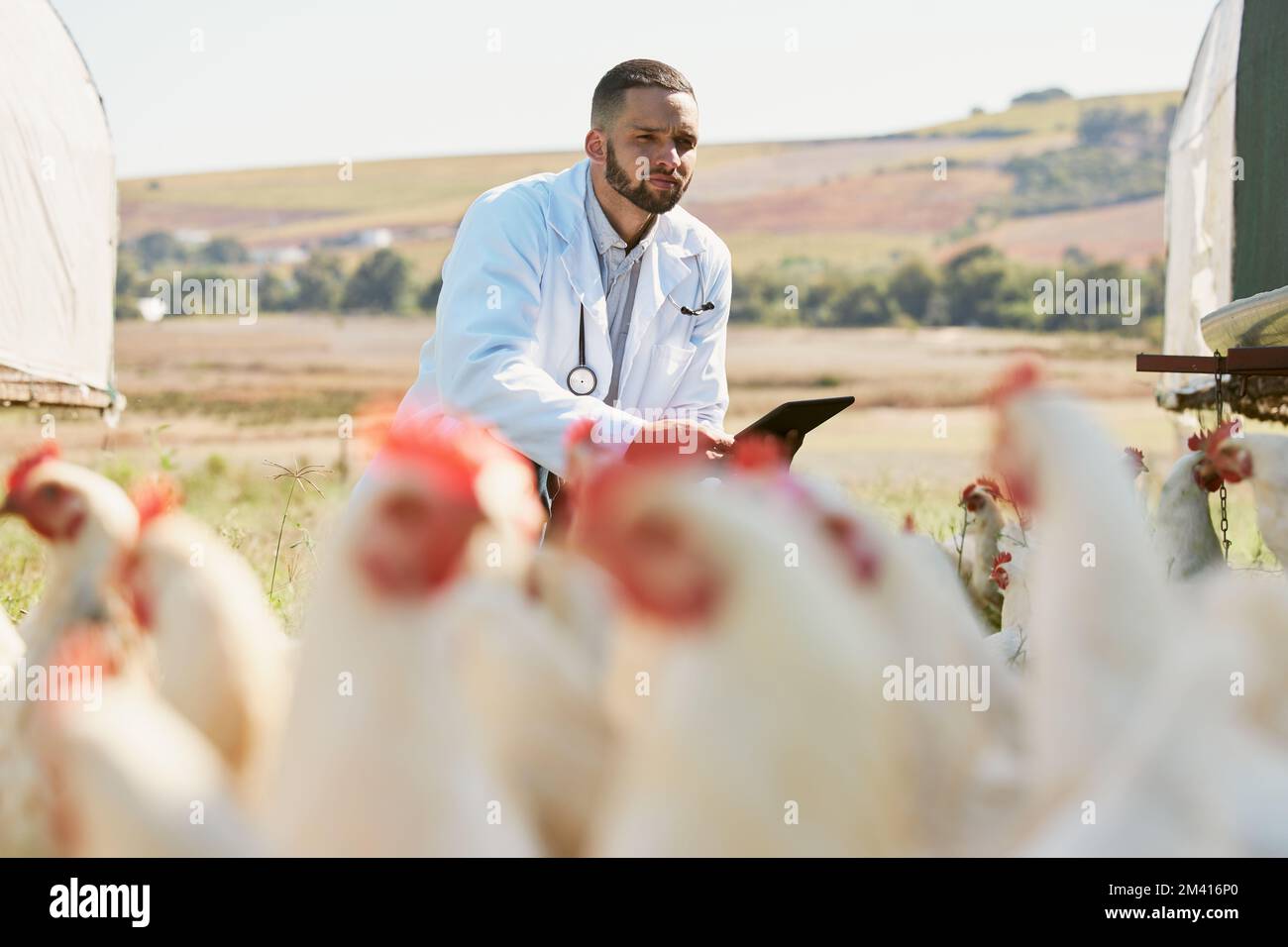 Healthcare, chicken and farm with a vet man using a tablet for research ...
