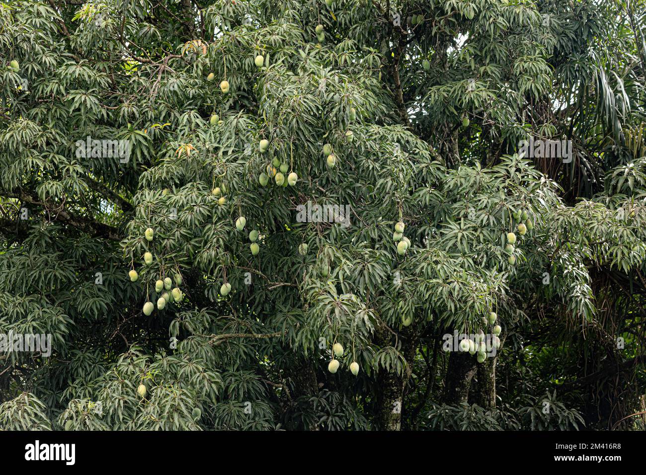 Mango tree of the species Mangifera indica with fruits Stock Photo - Alamy