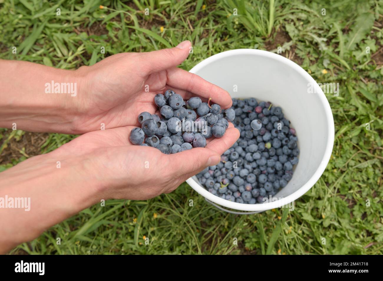 Pretty woman picking berries hi-res stock photography and images - Alamy