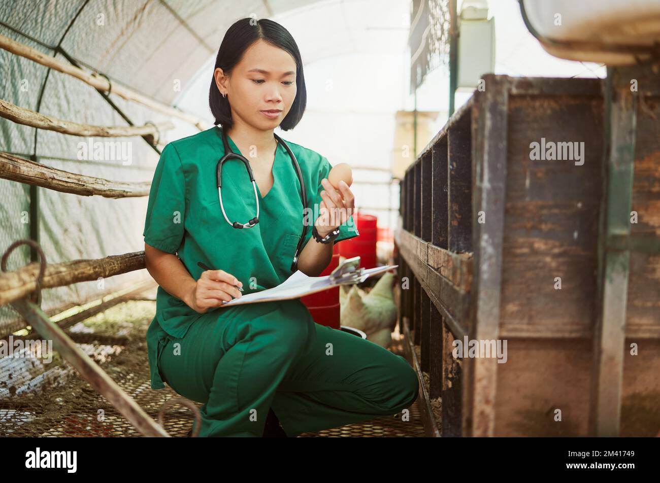 Egg inspection, care and farm vet doing an animal consultation ...