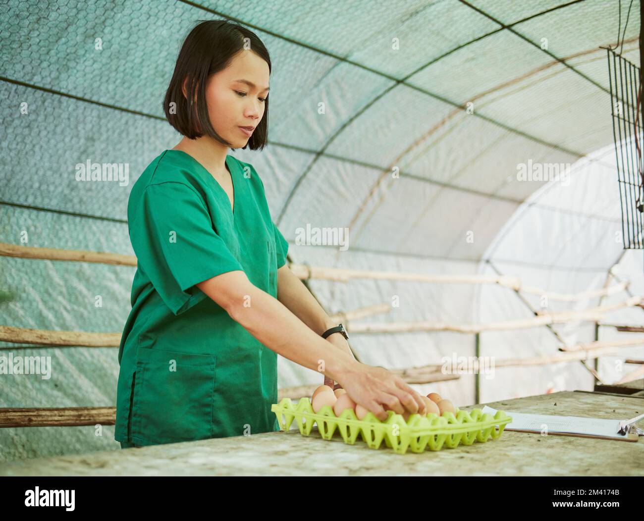 Farm, eggs and agriculture with a farmer asian woman working in a ...