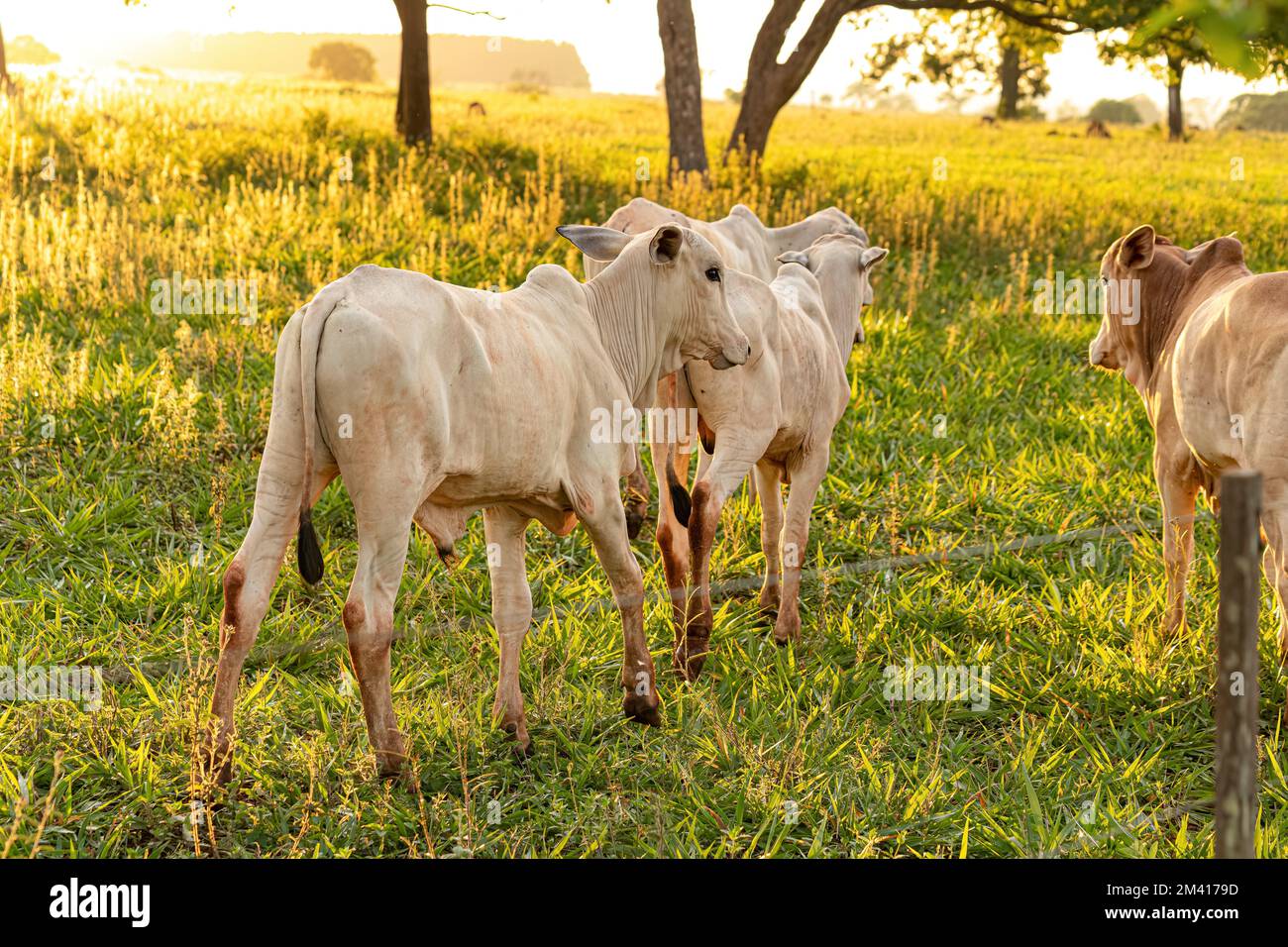 Adult white cow on a farm at sunrise Stock Photo - Alamy