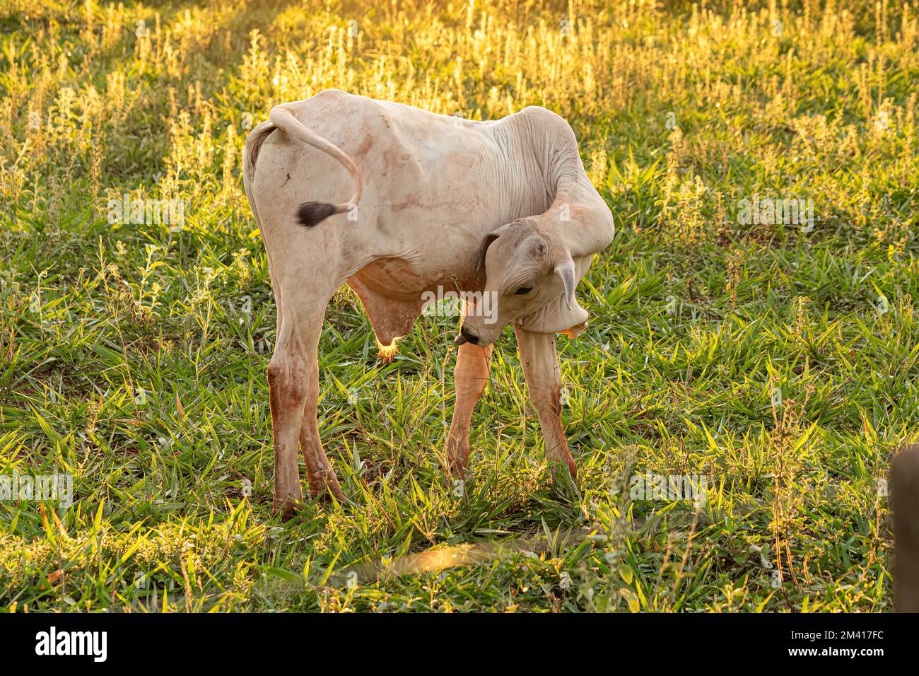 Adult white cow on a farm at sunrise Stock Photo - Alamy