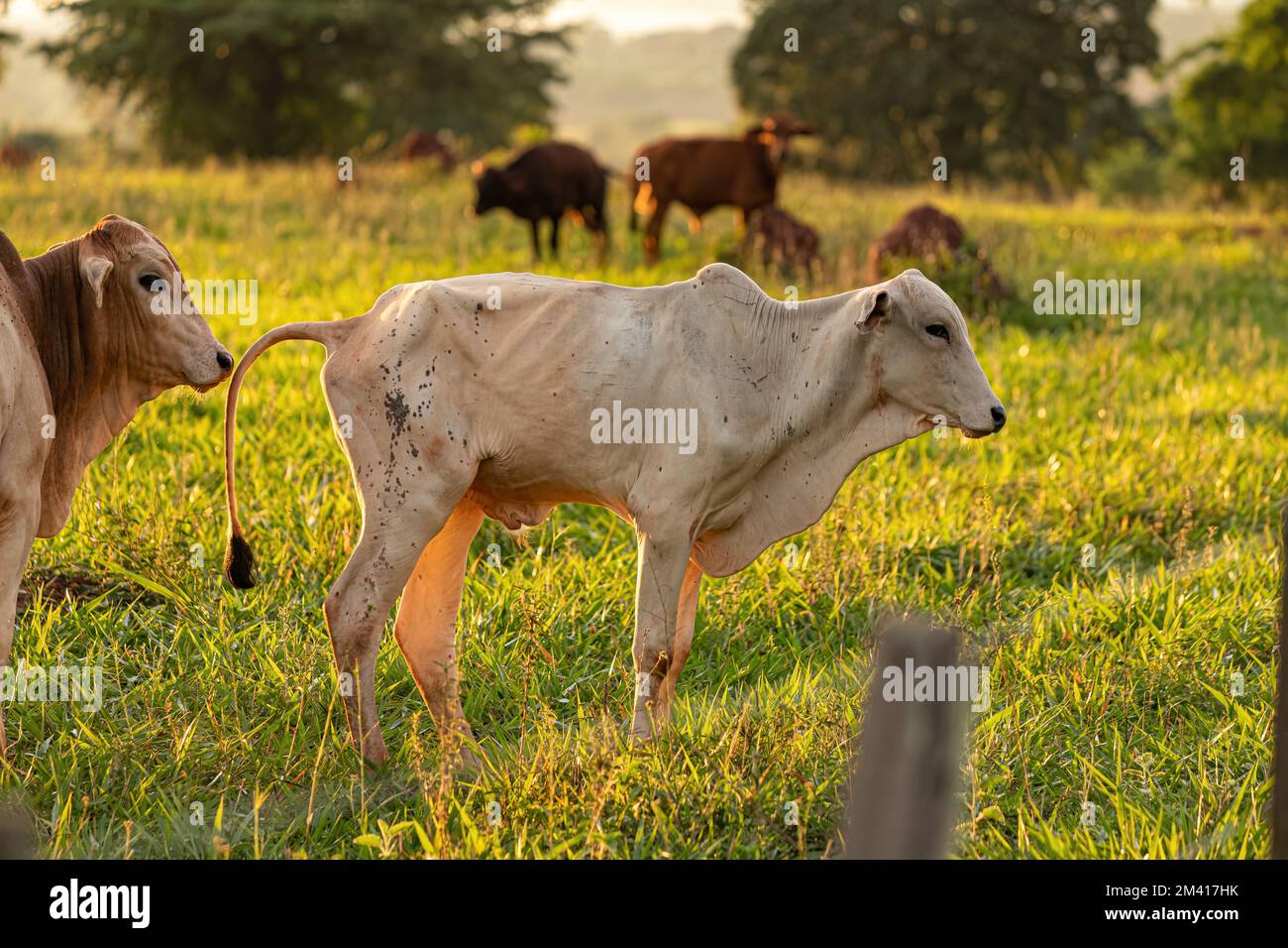 Adult white cow on a farm at sunrise Stock Photo - Alamy