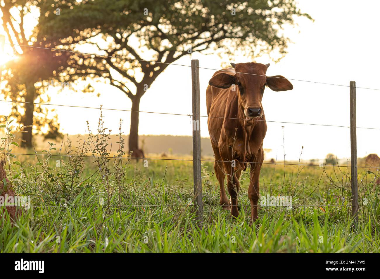 Adult dark cow on a farm at sunrise Stock Photo - Alamy