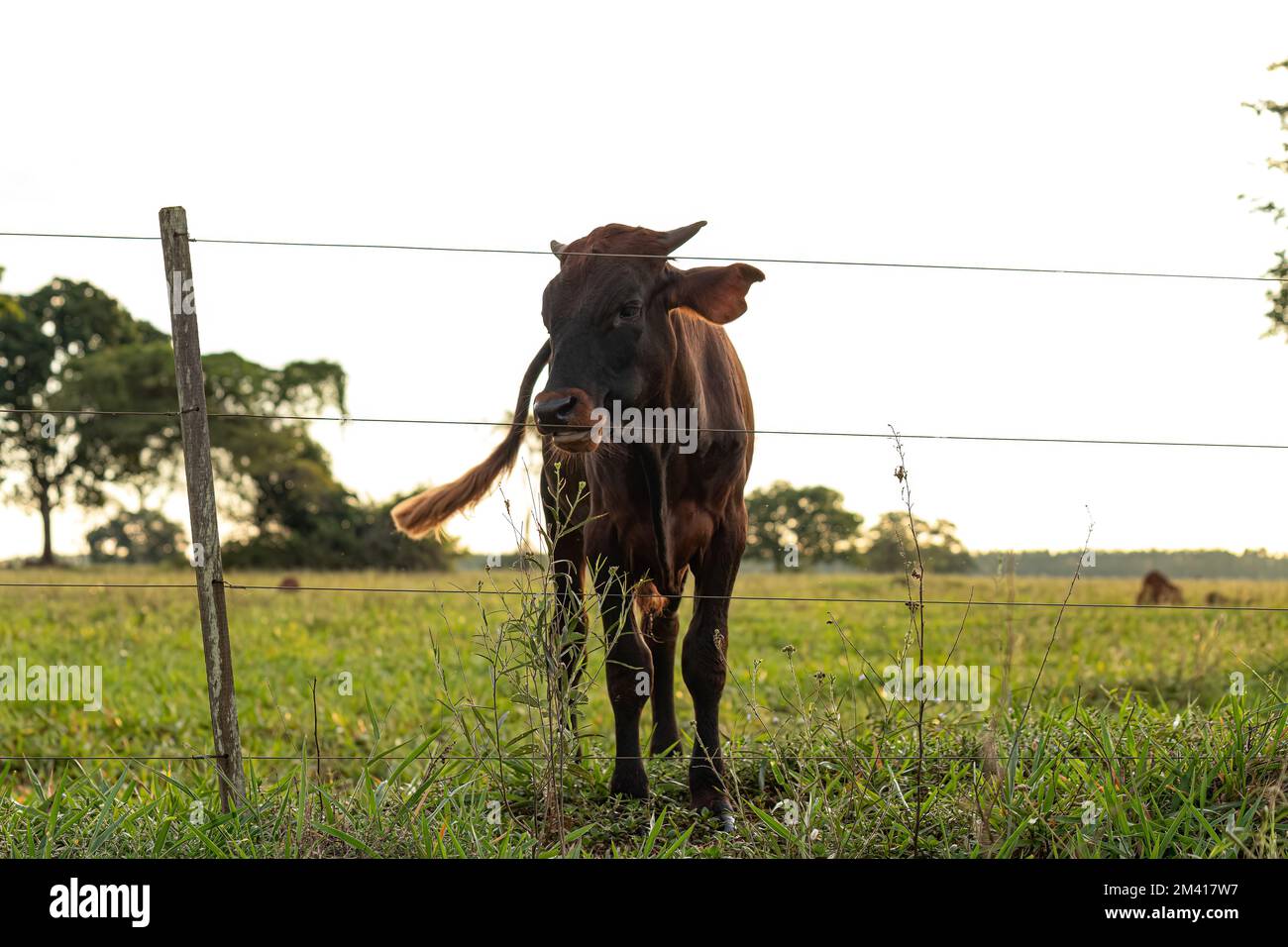 Adult dark cow on a farm at sunrise Stock Photo - Alamy