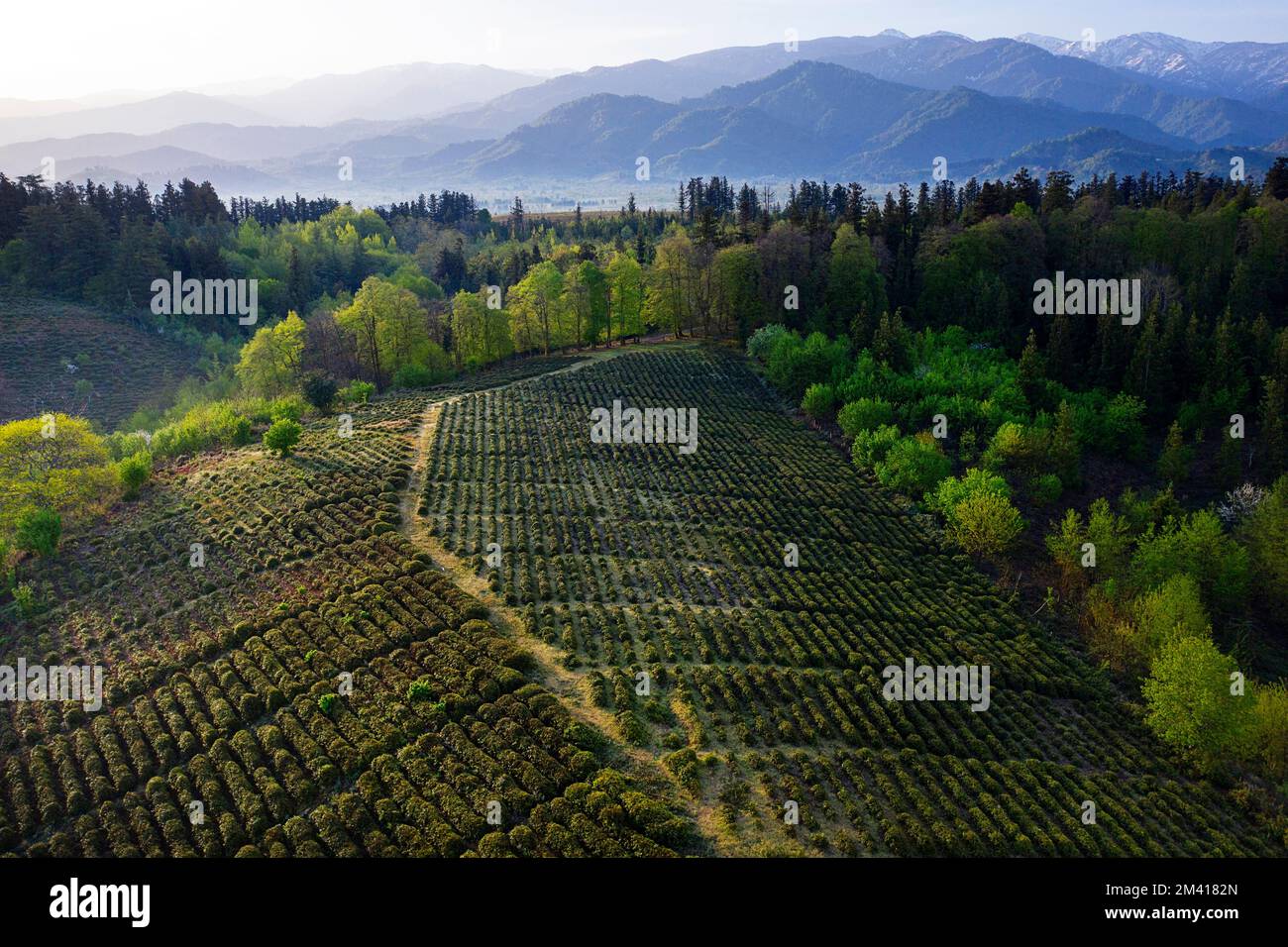 Aerial view of beautiful Anaseuli tea plantations near Ozurgeti in ...