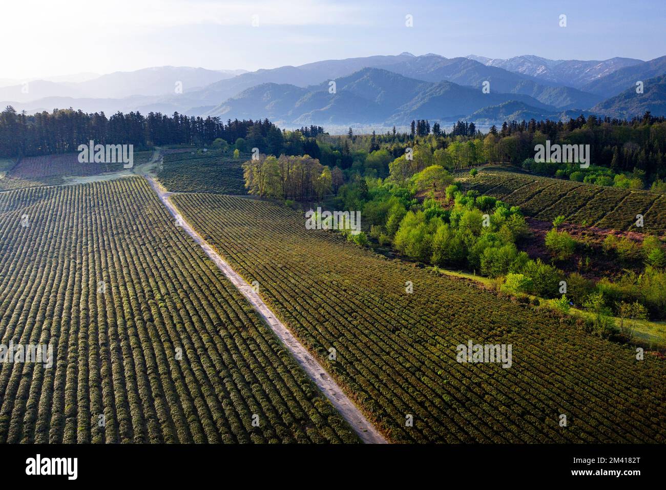 Aerial view of beautiful Anaseuli tea plantations near Ozurgeti in ...