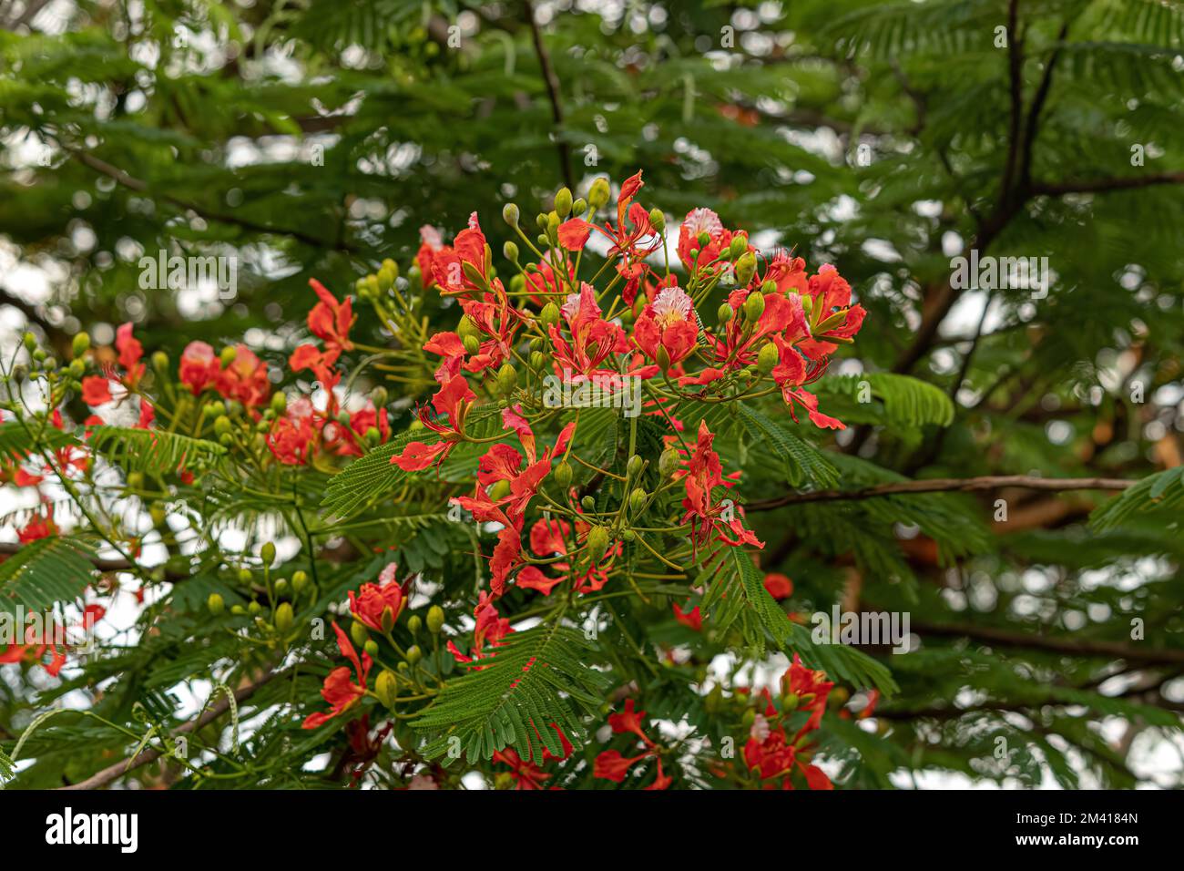 Red Flower of the tree Flamboyant of the species Delonix regia with ...