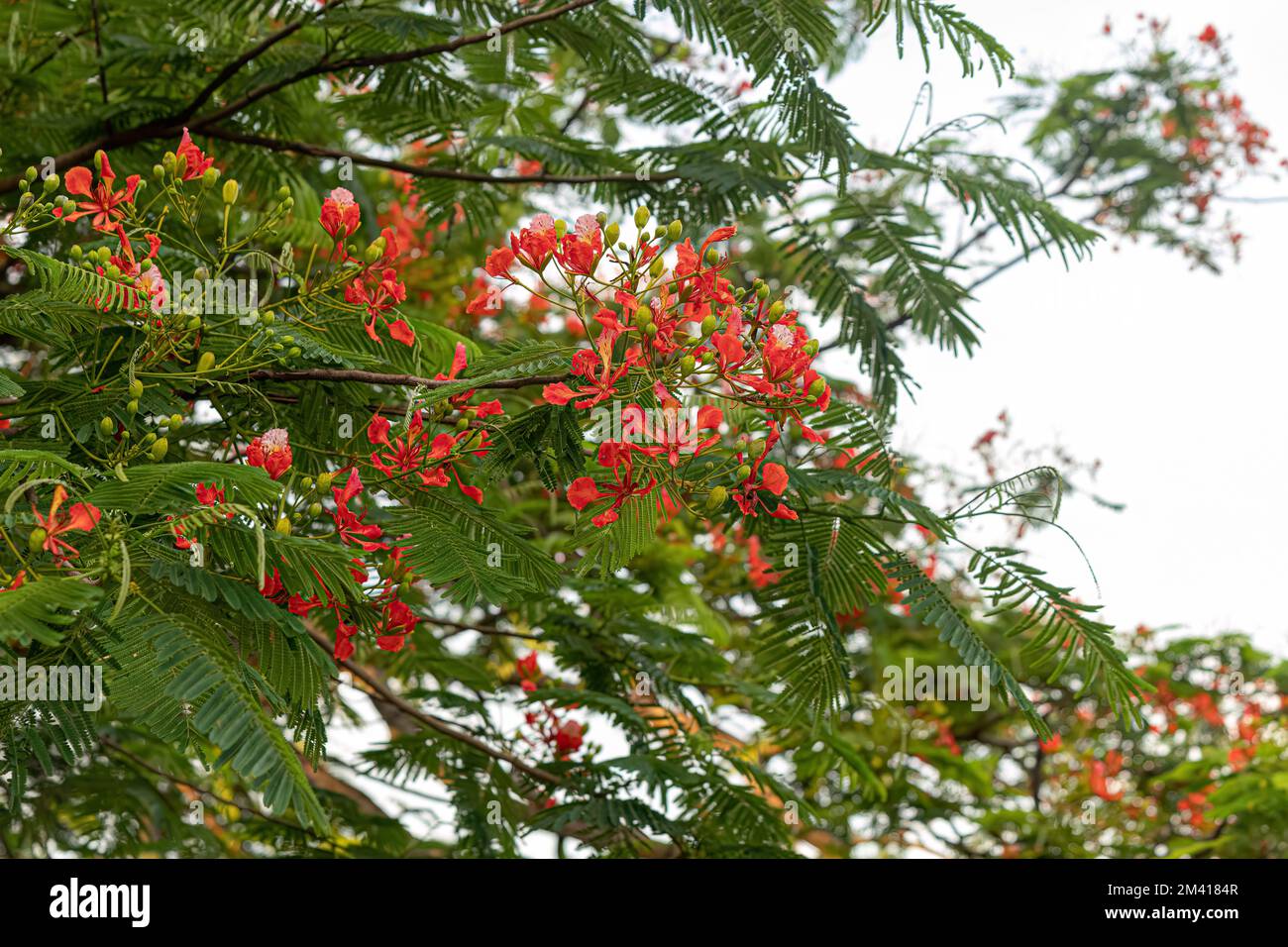 Red Flower of the tree Flamboyant of the species Delonix regia with ...
