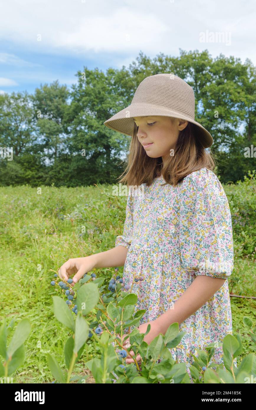 Picking blueberries. A teenage girl gathers blueberries in the field ...