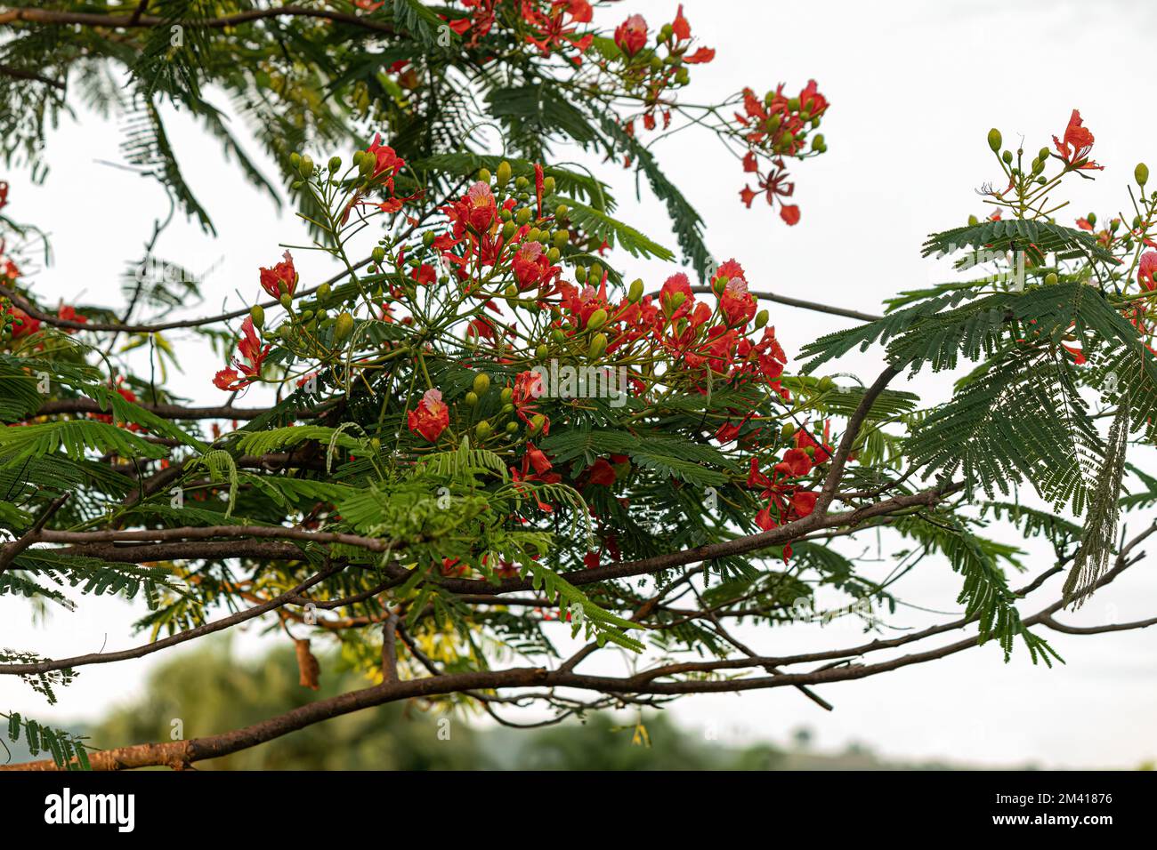 Red Flower of the tree Flamboyant of the species Delonix regia with ...
