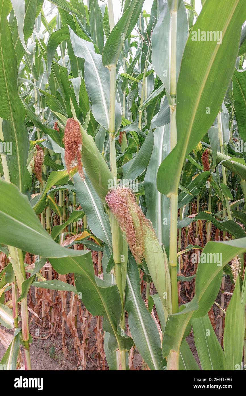 Alternative to corn cultivation hi-res stock photography and images - Alamy