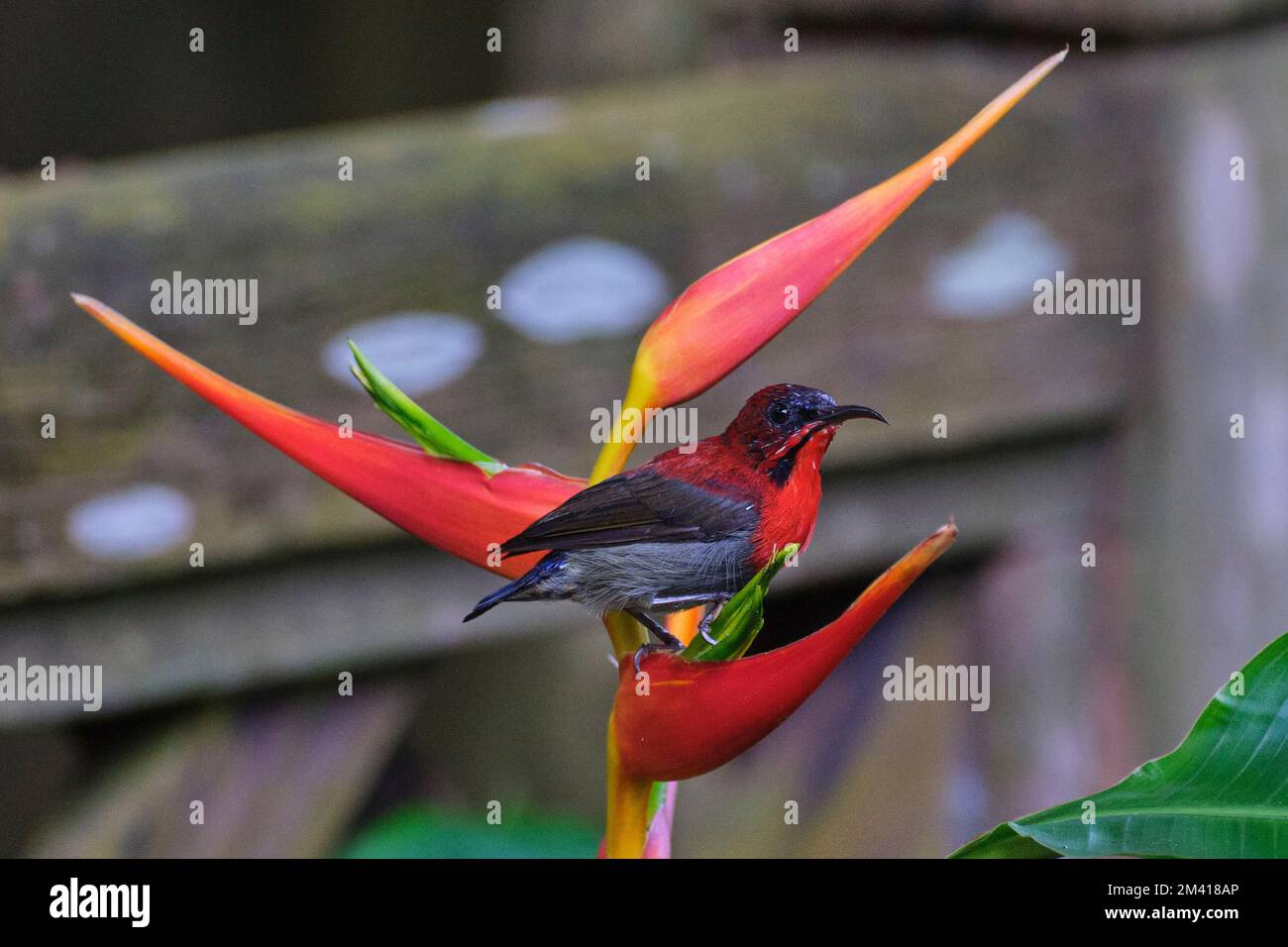 A Crimson sunbird perching on Heliconia collinsiana plant leaves with ...