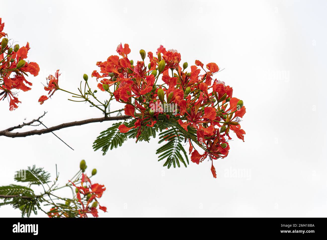 Red Flower of the tree Flamboyant of the species Delonix regia with ...