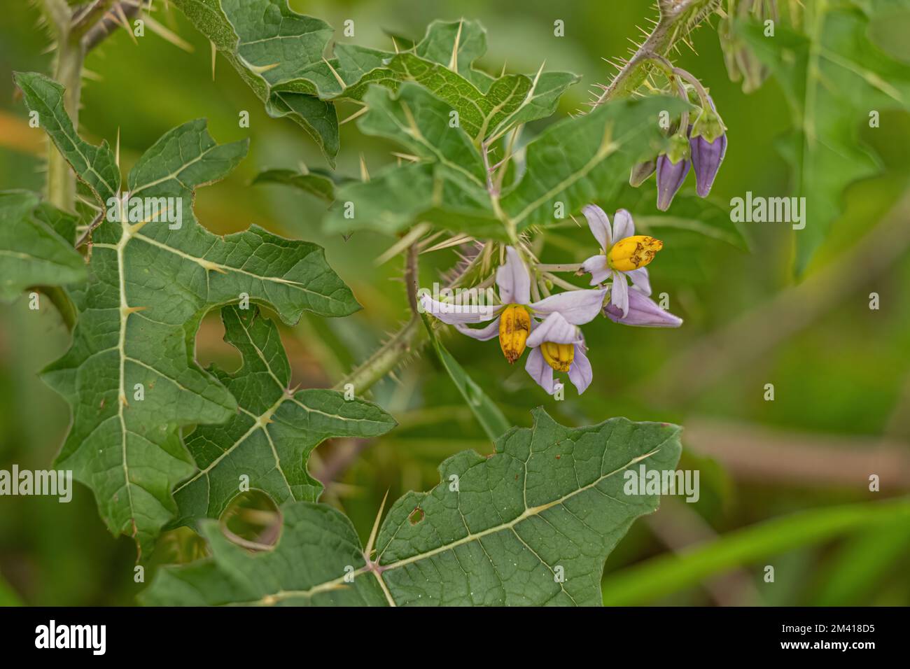 Small Nightshade Plant of the species Solanum palinacanthum Stock Photo ...