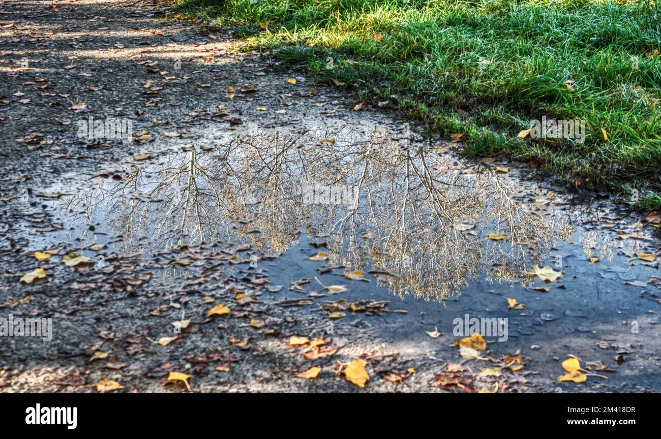 Autumn tree branches reflected in a puddle of water Stock Photo - Alamy