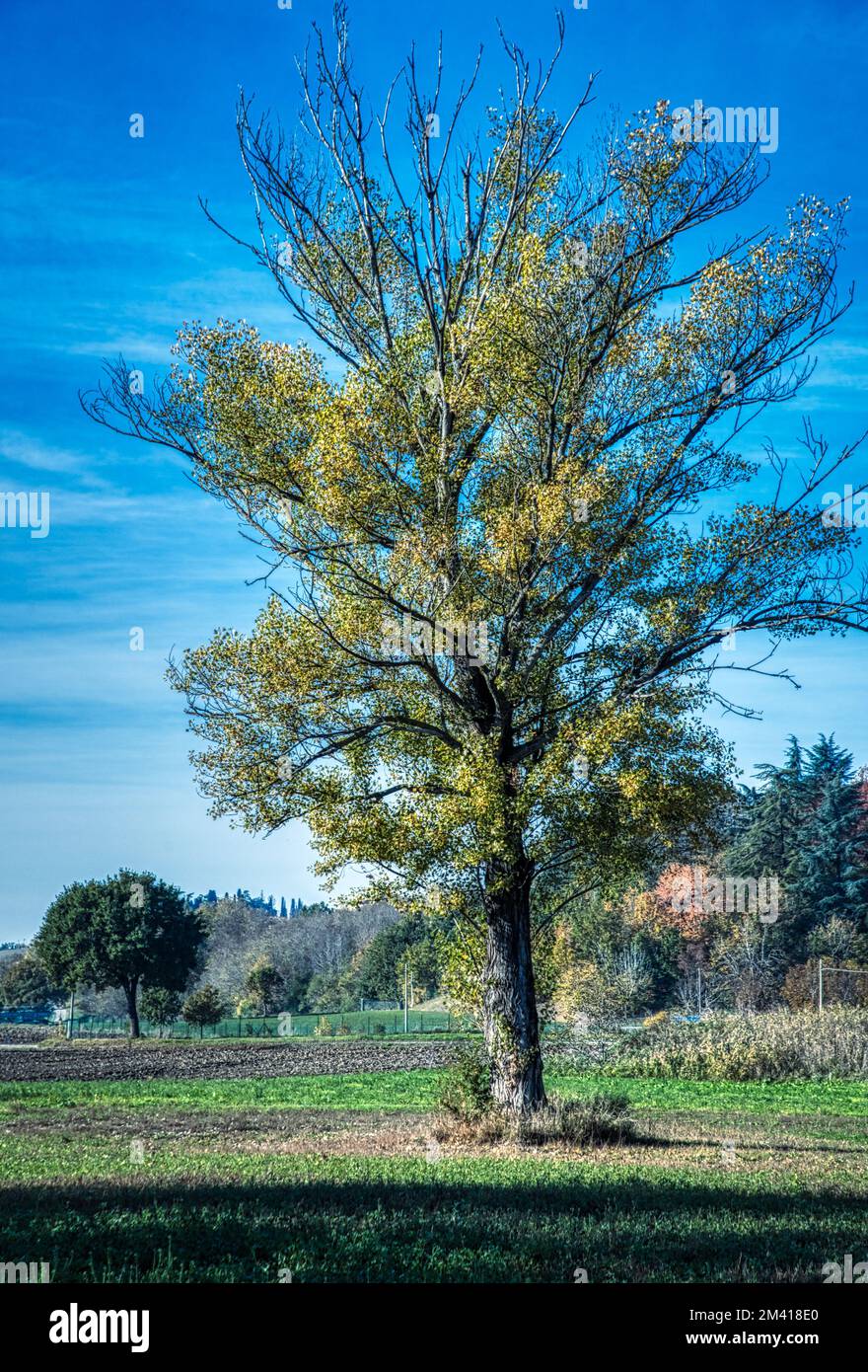 Sunbeam and leaves hi-res stock photography and images - Alamy