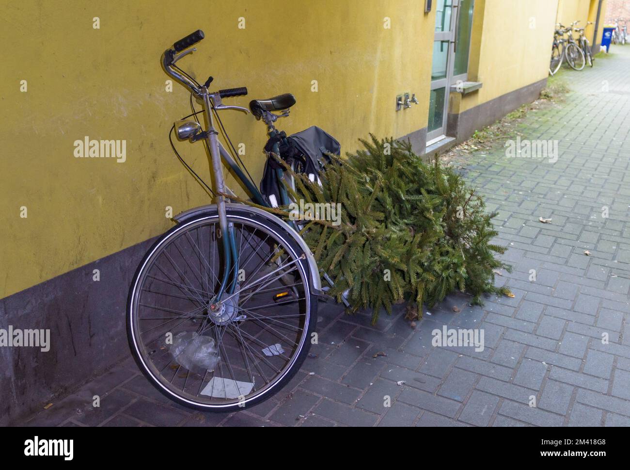 A discarded tree outside after Christmas. Garbage on the street aisle ...
