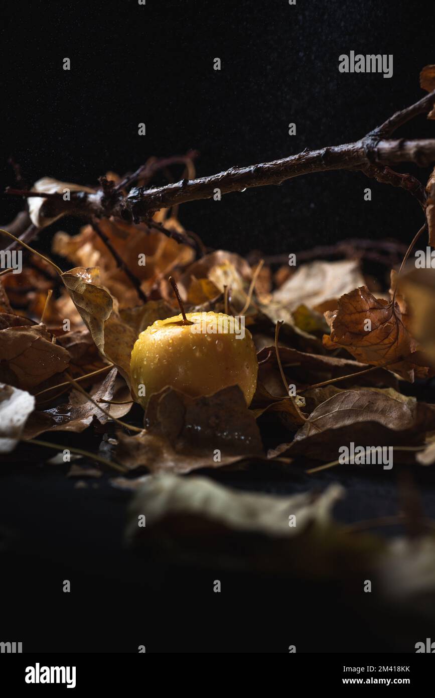 apple in middle of falling autumn leaves Stock Photo - Alamy
