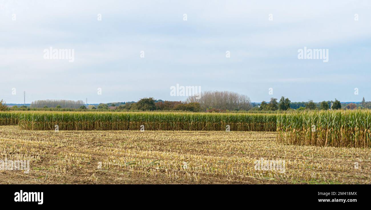 Corn fields. Harvesting begins. October farm landscape Stock Photo - Alamy
