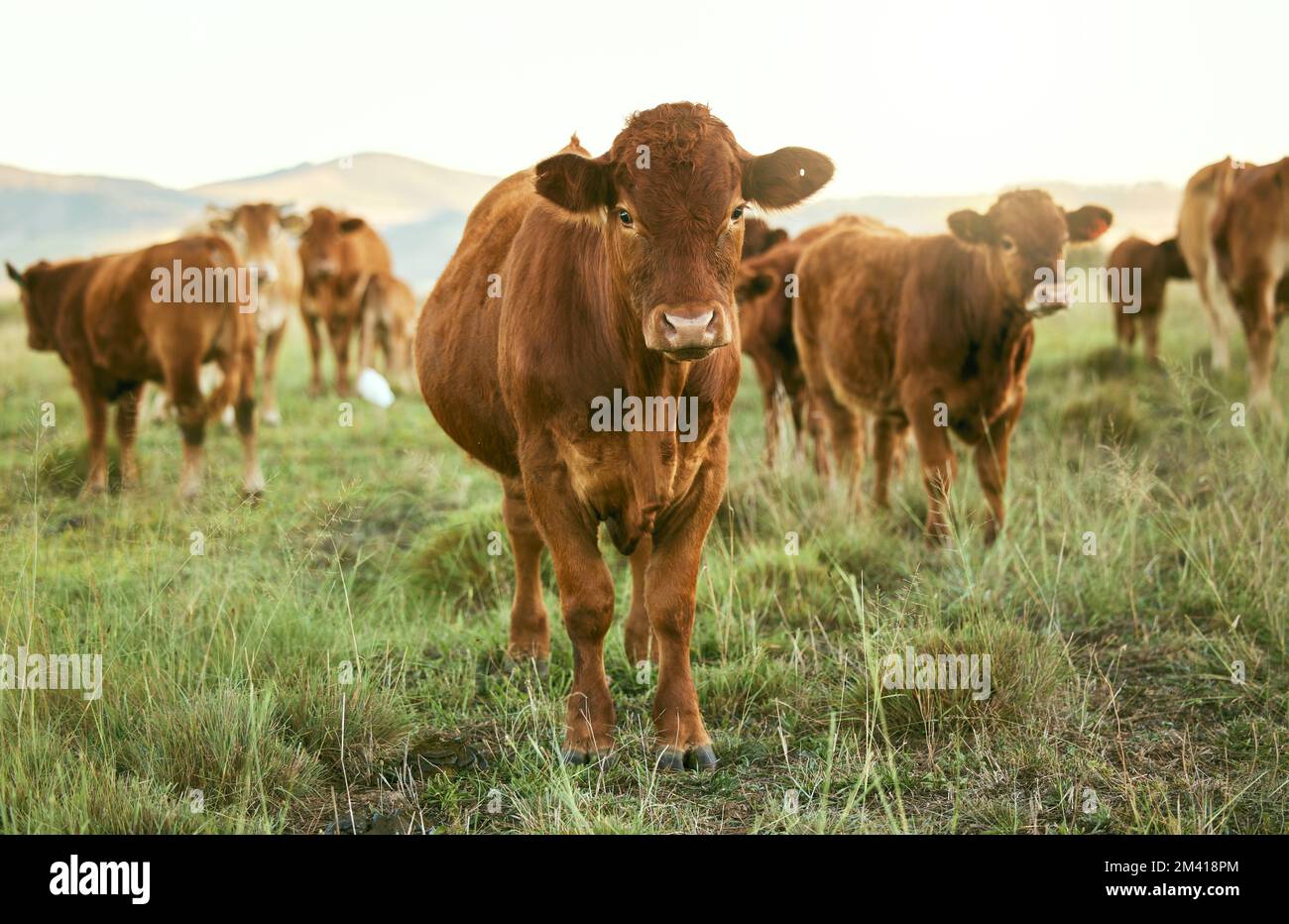 Group of cows, grass or farming landscape in countryside pasture ...