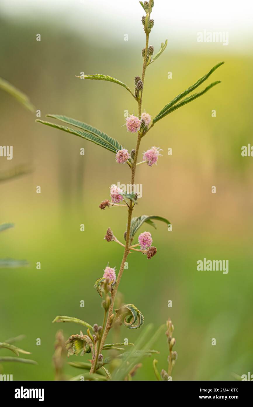 Small Sensitive Plant of the genus Genus Mimosa Stock Photo - Alamy