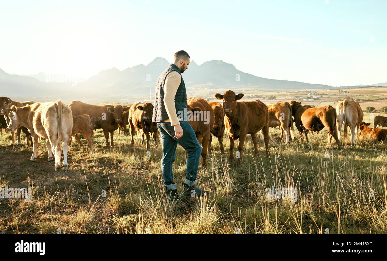 Man, farm and animals for travel in the countryside with cows for ...