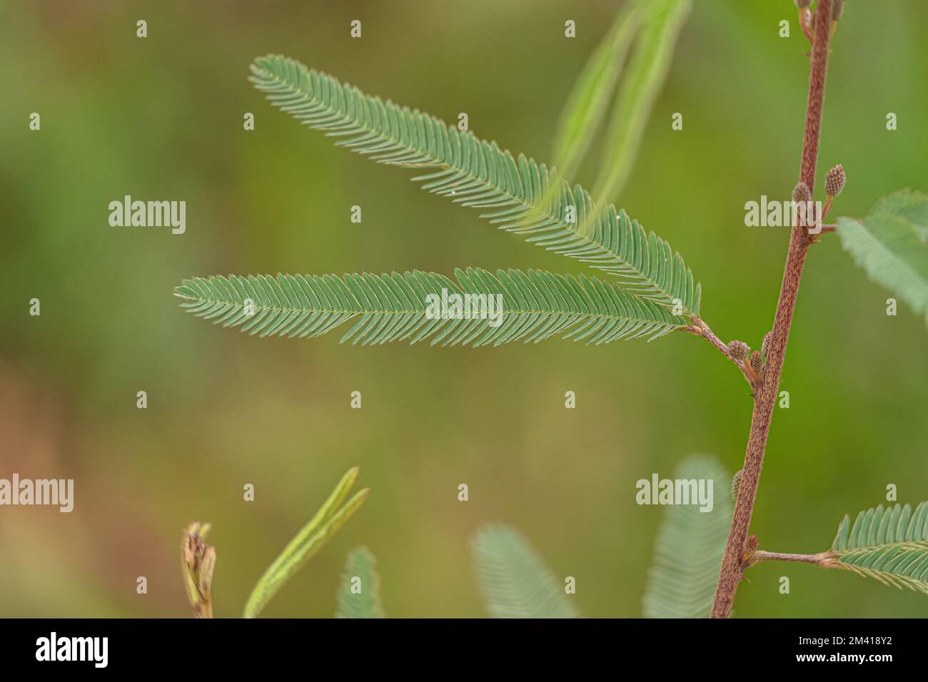 Small Sensitive Plant of the genus Genus Mimosa Stock Photo - Alamy