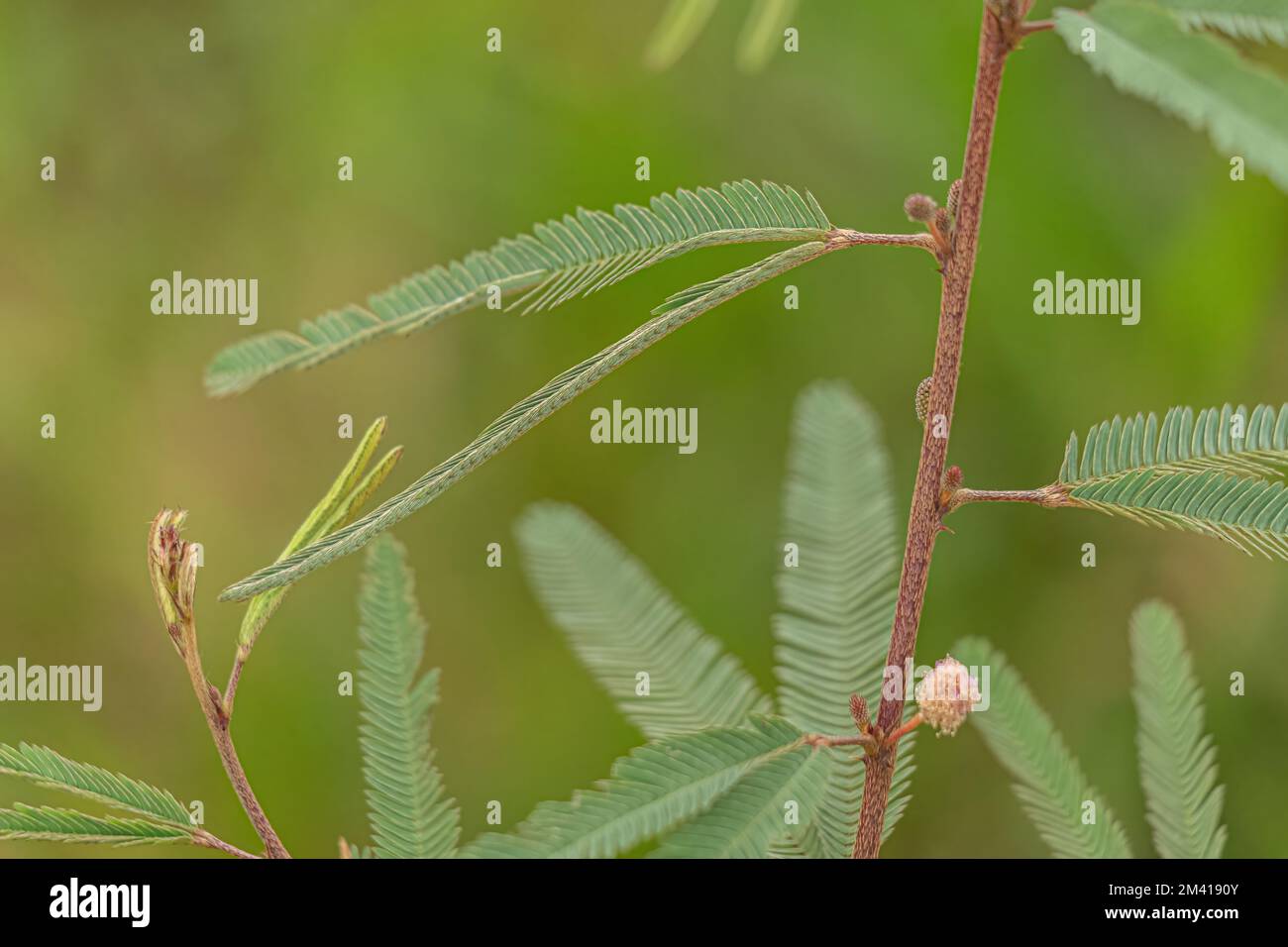 Small Sensitive Plant of the genus Genus Mimosa Stock Photo - Alamy