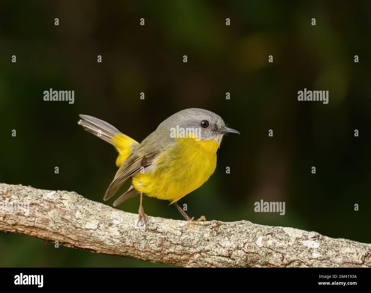 Eastern yellow robin (Eopsaltria Australis) is an Australasian robin of ...