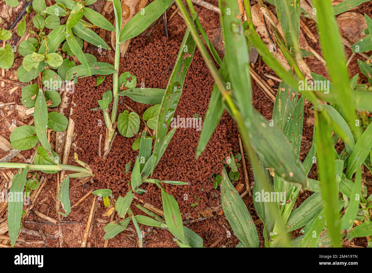 Small grained anthill entrance on the surface made of red earth Stock ...