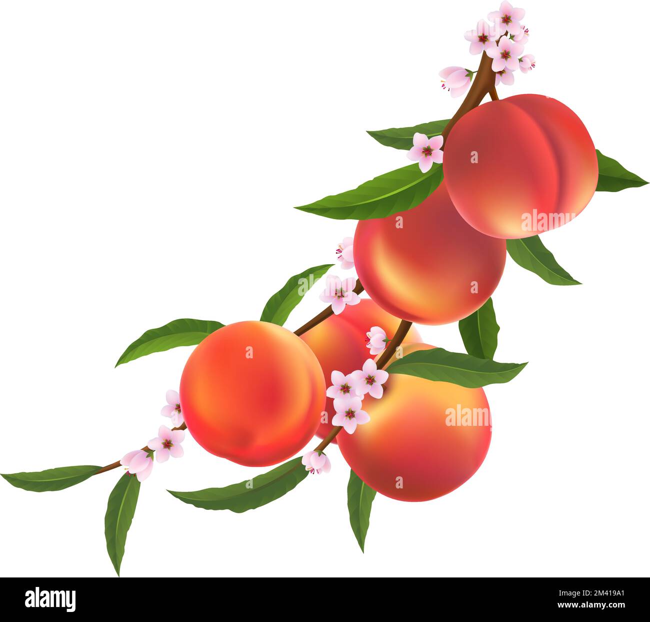 Peaches tree summer Stock Vector Images - Alamy