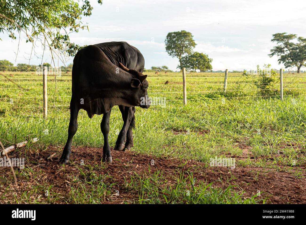 Dark brown calf cow hi-res stock photography and images - Alamy