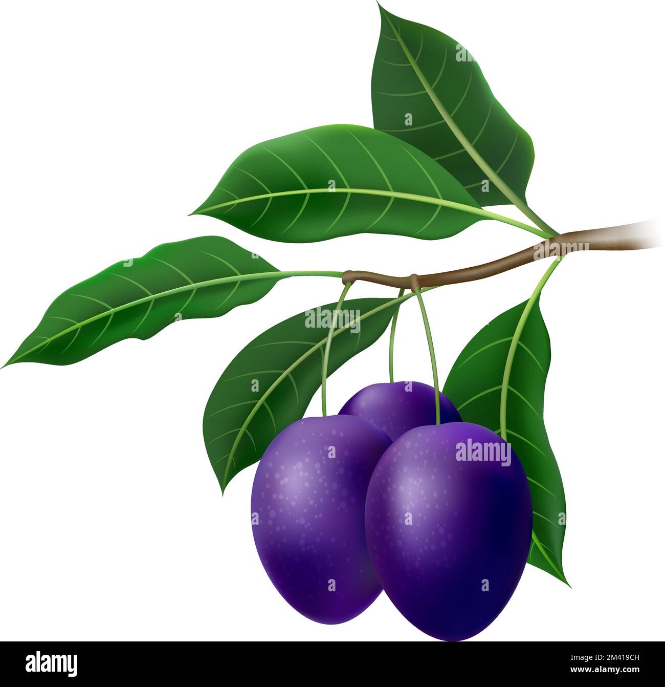 Realistic plum tree branch Stock Vector Image & Art - Alamy