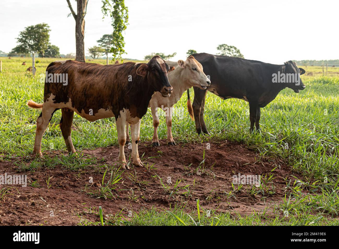 Adult dark cow on a farm at sunrise Stock Photo - Alamy