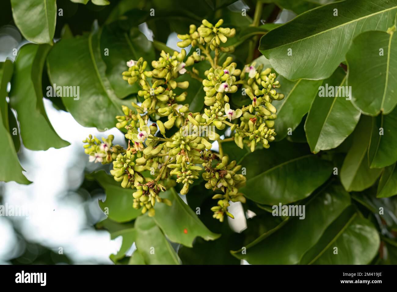 Tonka bean hi-res stock photography and images - Alamy