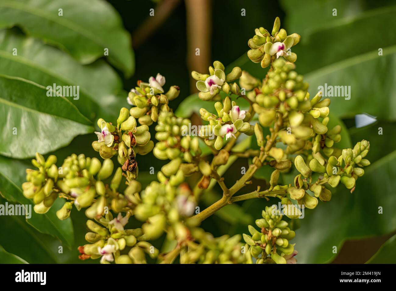Tonka bean tree hi-res stock photography and images - Alamy