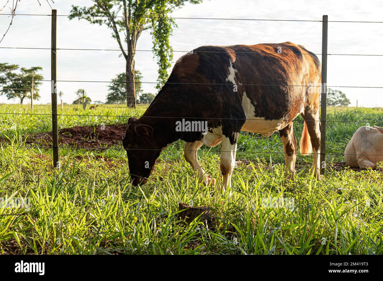 Adult dark cow on a farm at sunrise Stock Photo - Alamy
