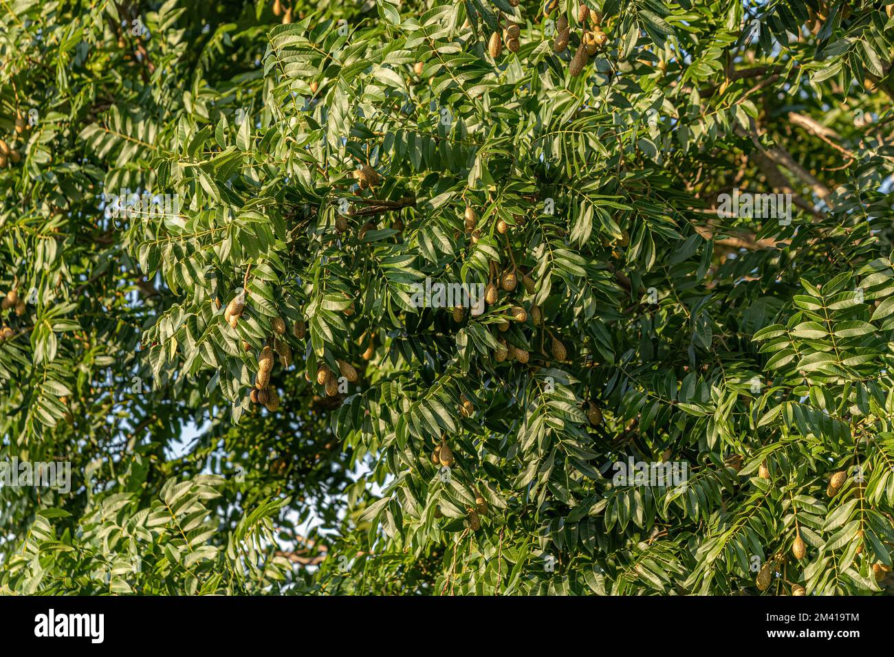 Fruiting Angiosperm Tree of the Genus Cedrela Stock Photo - Alamy