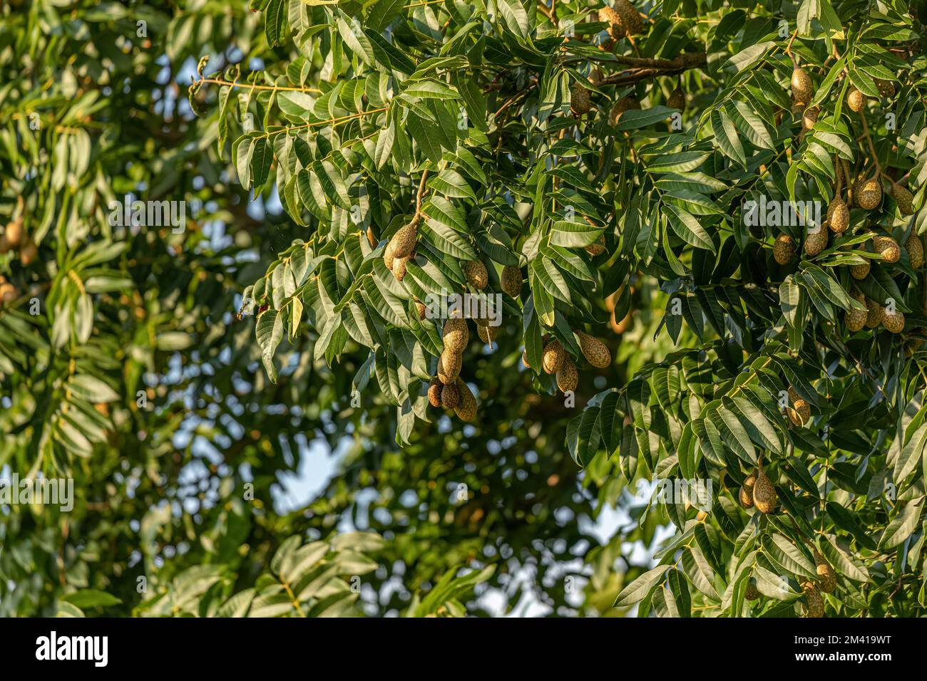 Fruiting Angiosperm Tree of the Genus Cedrela Stock Photo - Alamy