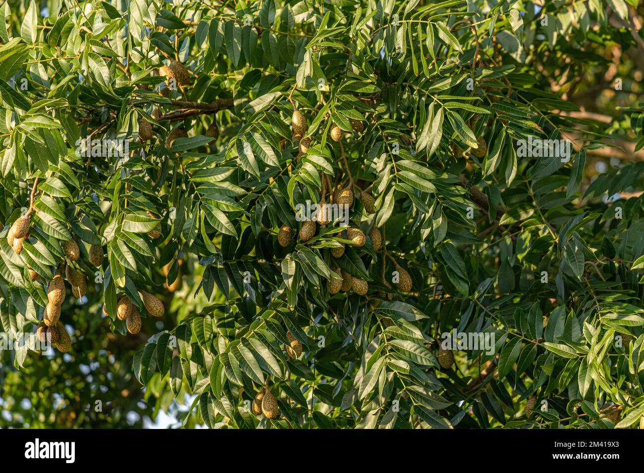 Fruiting Angiosperm Tree of the Genus Cedrela Stock Photo - Alamy