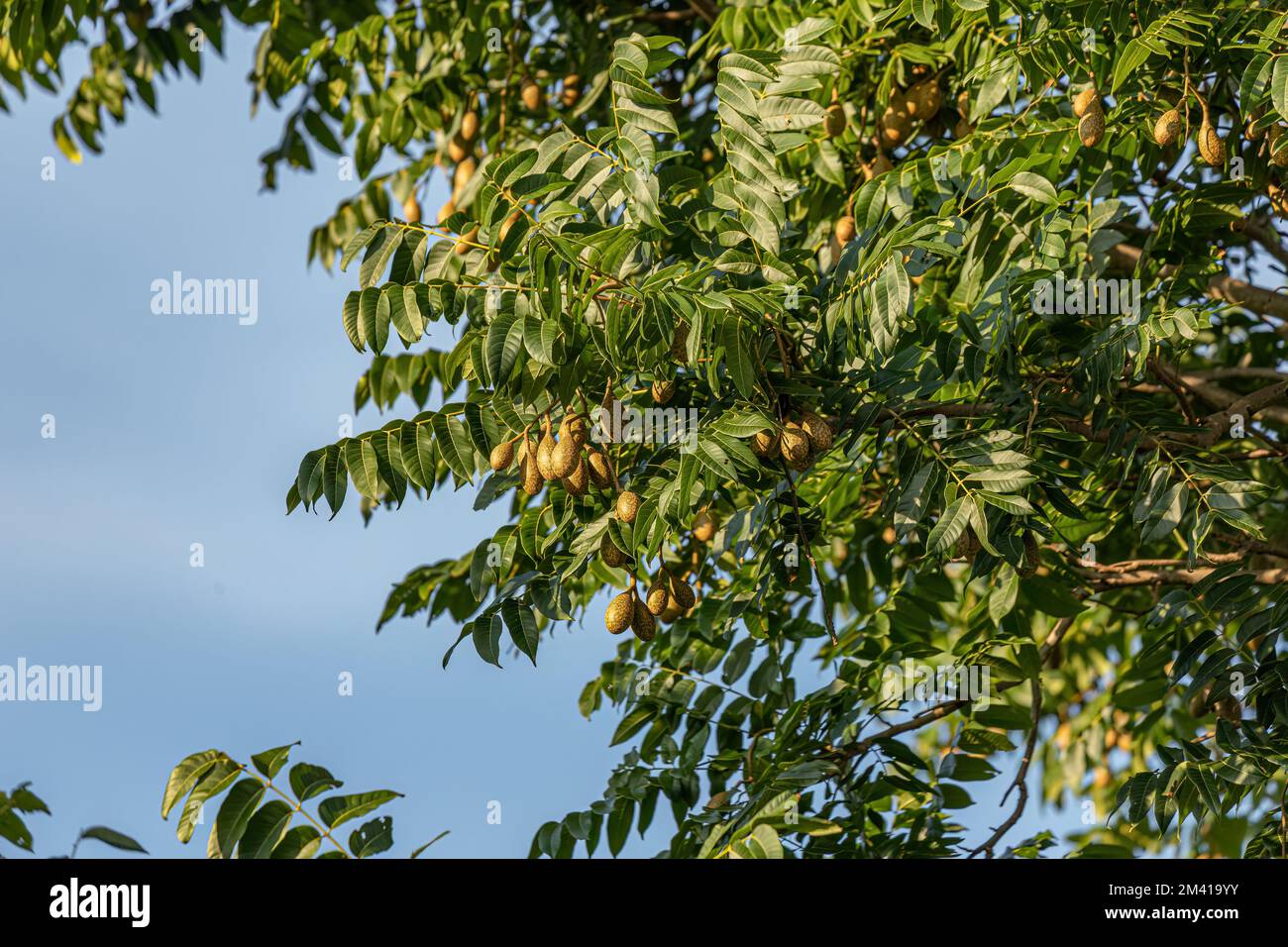 Fruiting Angiosperm Tree of the Genus Cedrela Stock Photo - Alamy