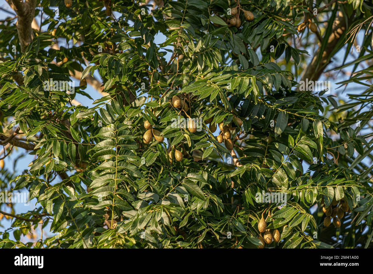 Fruiting Angiosperm Tree of the Genus Cedrela Stock Photo - Alamy