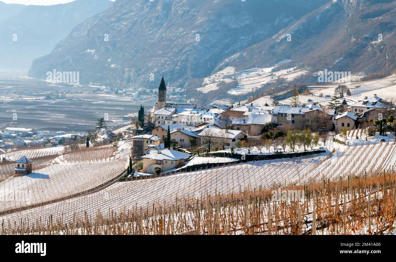 winter vineyards landscape, covered with snow. Trentino Alto Adige ...