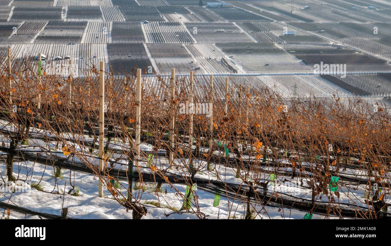 winter vineyards landscape, covered with snow. Trentino Alto Adige ...