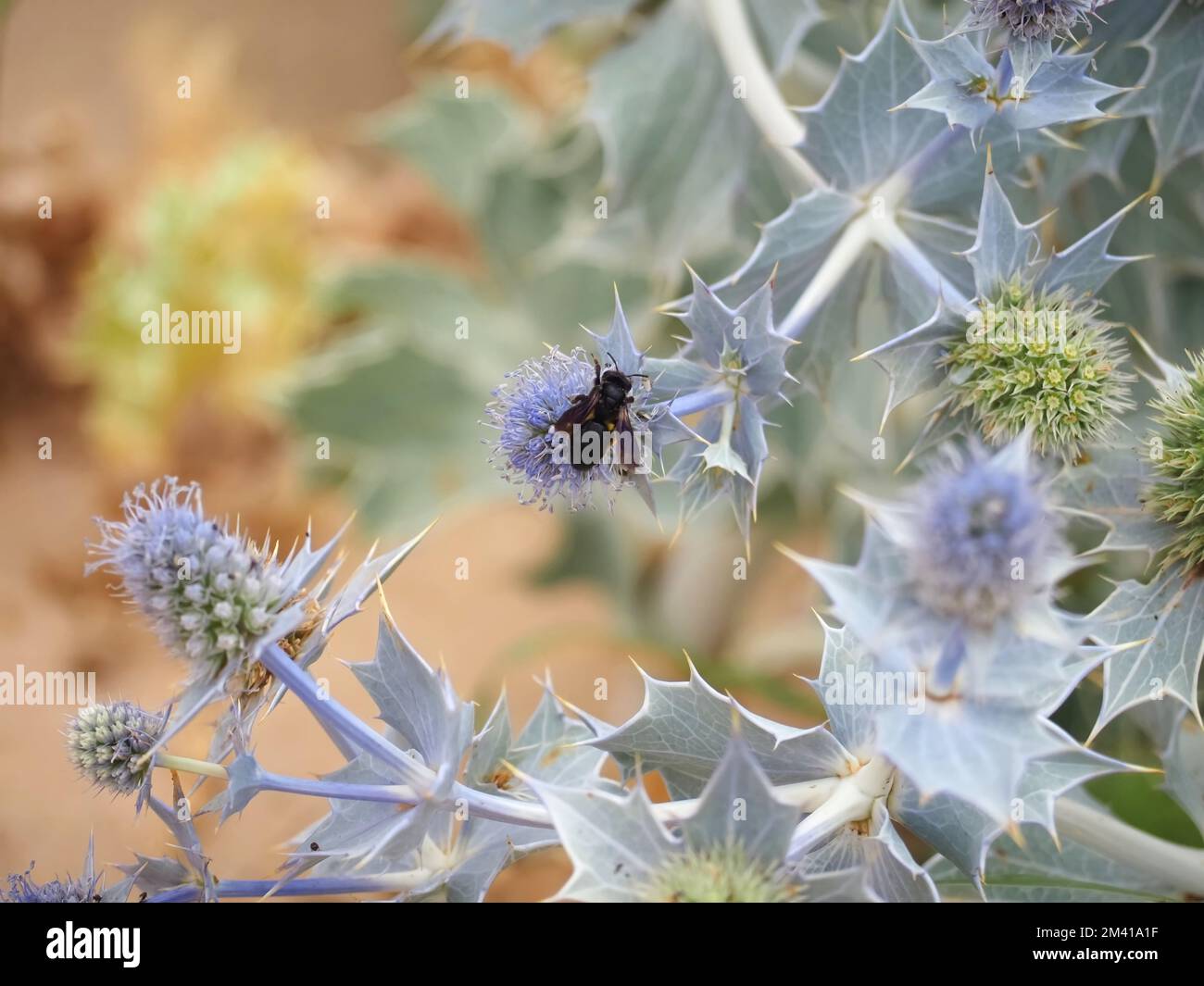Sea holly thistle at a beach Stock Photo - Alamy