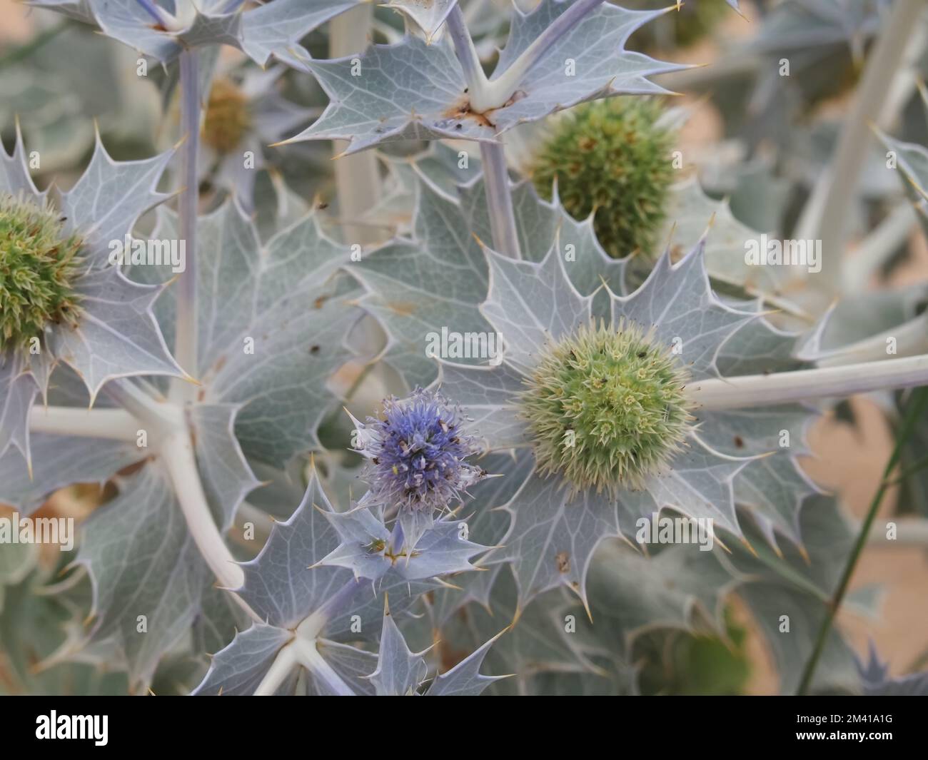 Sea holly thistle at a beach Stock Photo - Alamy