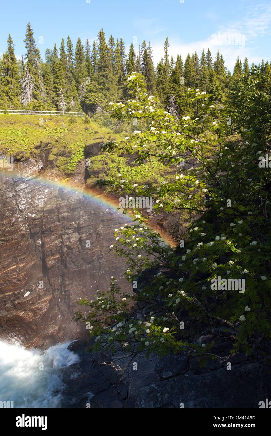 Rainbow over a waterfall on this side steep cliffs. Plants, rowan on ...