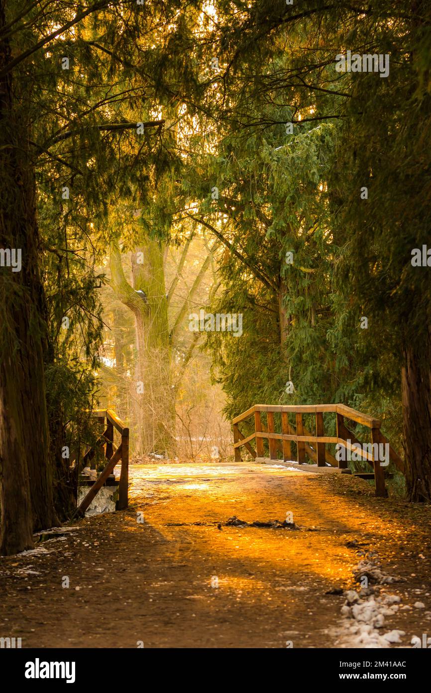 Magic bridge in the deep forest during the sunset. Magical colors and ...